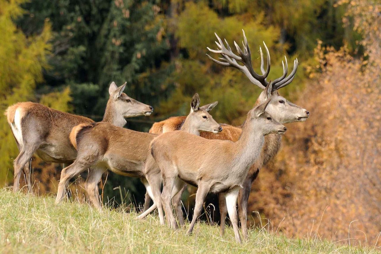 Rotwild - Südtiroler Jagdverband