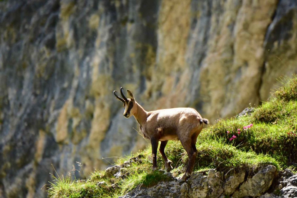 Gamswild - Südtiroler Jagdverband