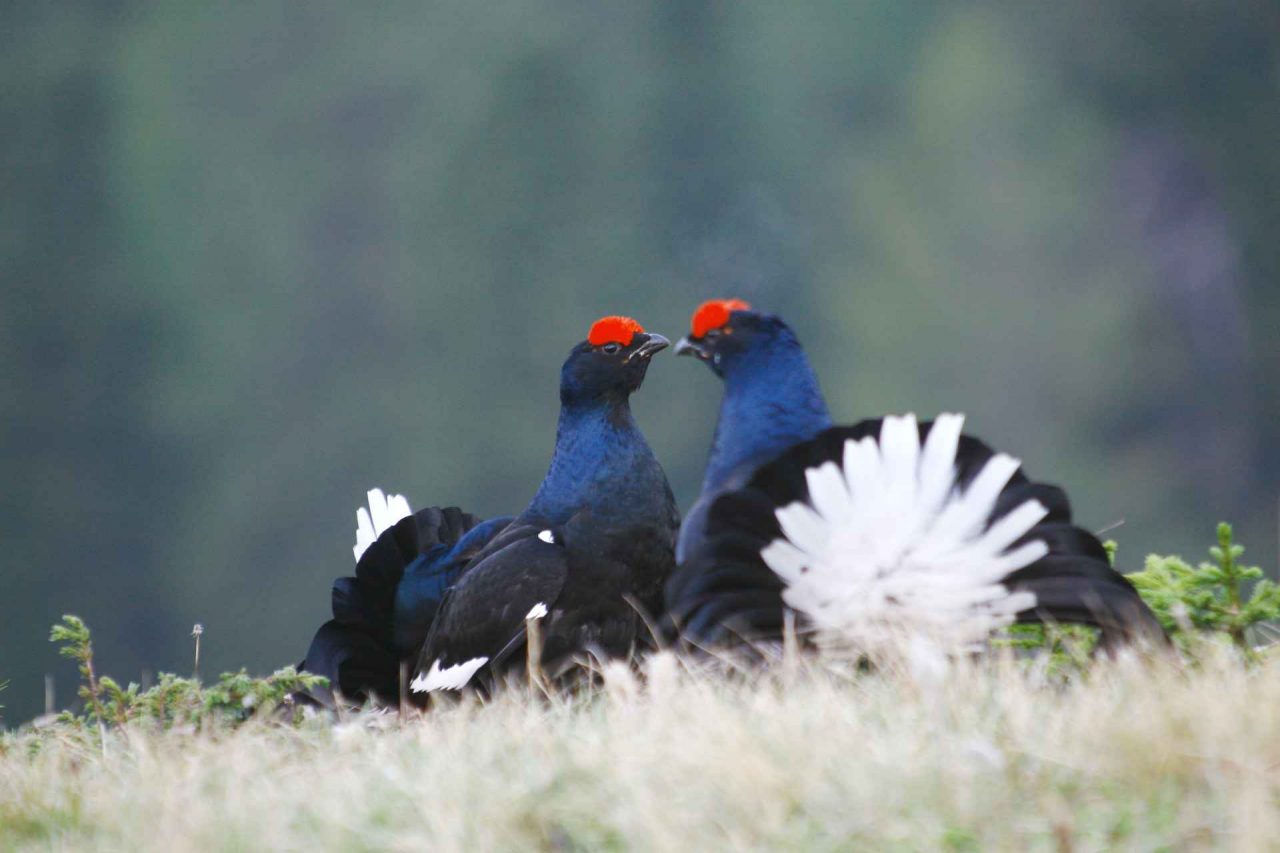 Gallo forcello - Südtiroler Jagdverband